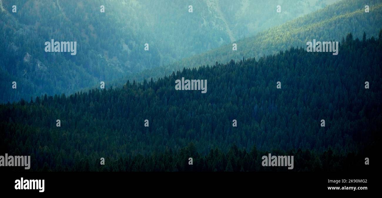 Pine forest trees and mountains wilderness rugged light Stock Photo - Alamy