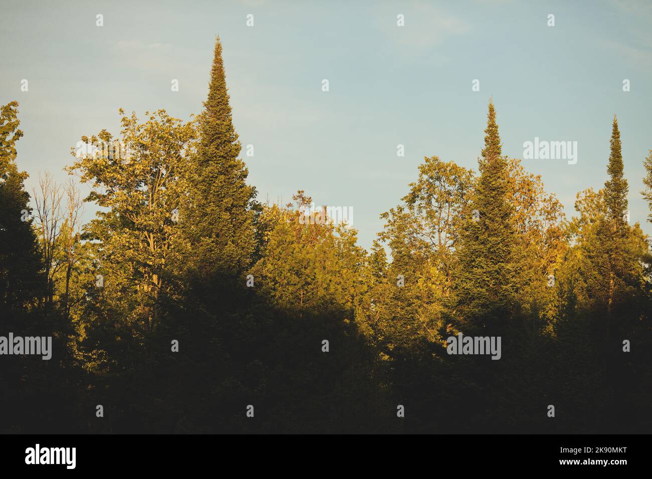 Beautiful golden trees of Autumn Stock Photo - Alamy