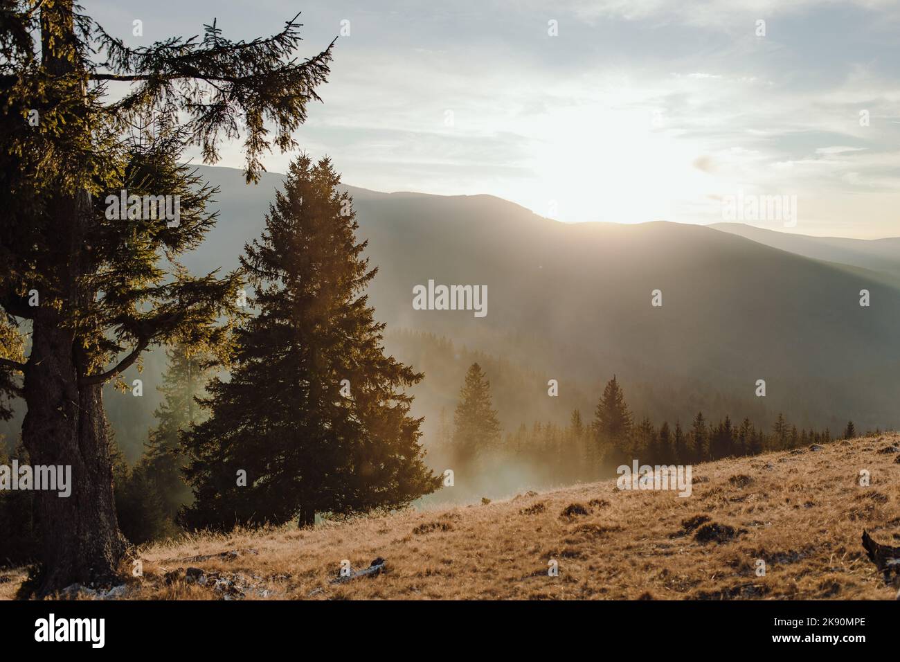 A landscape scene of fir trees and green mountains on the horizon with ...