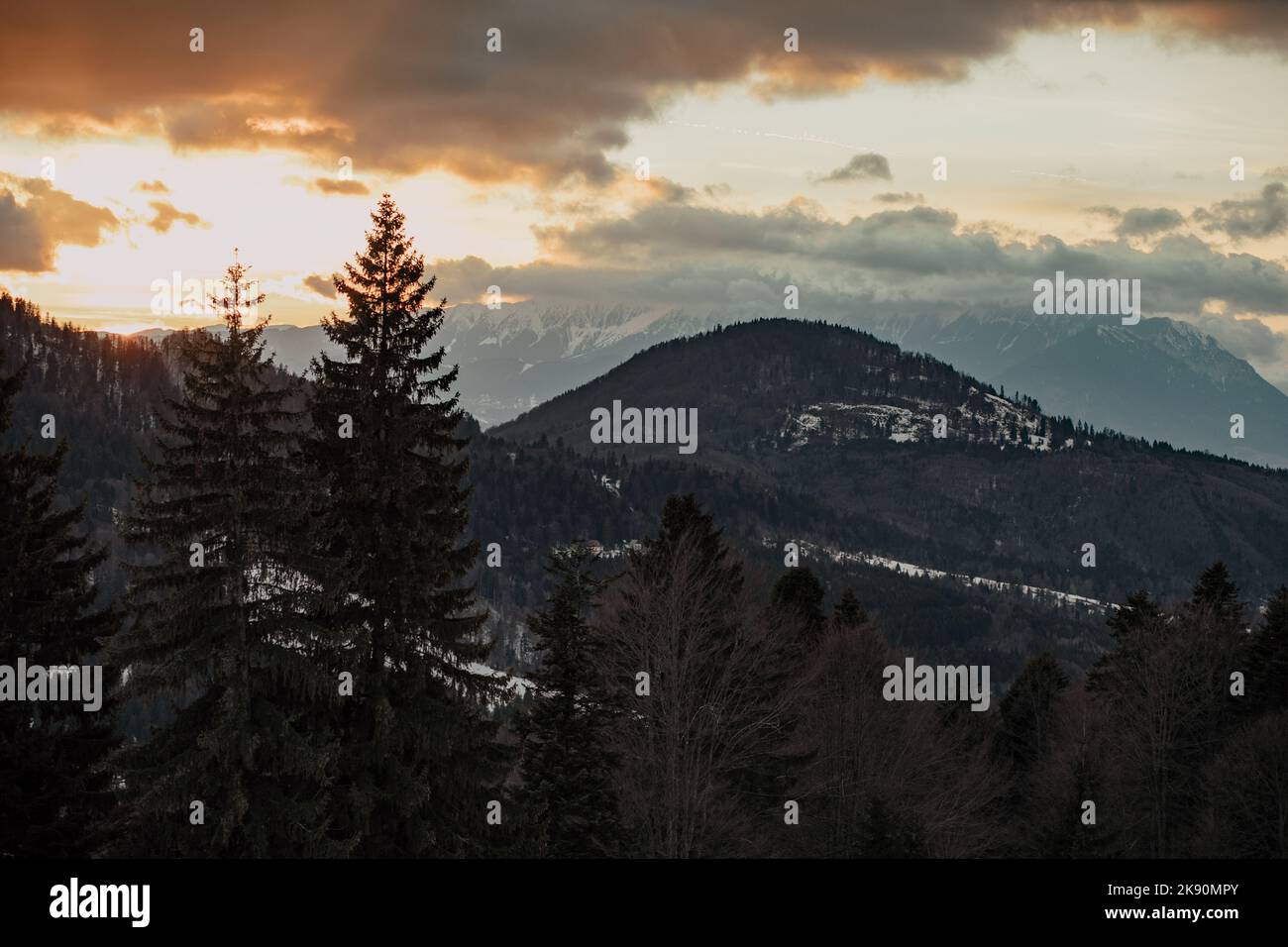 A beautiful scene of fir trees and green mountains in a distance at ...