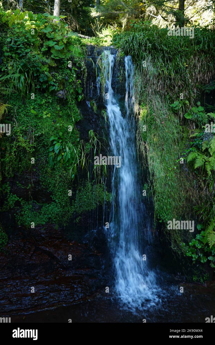 A beautiful view of a waterfall with green grass flowing on a river in ...