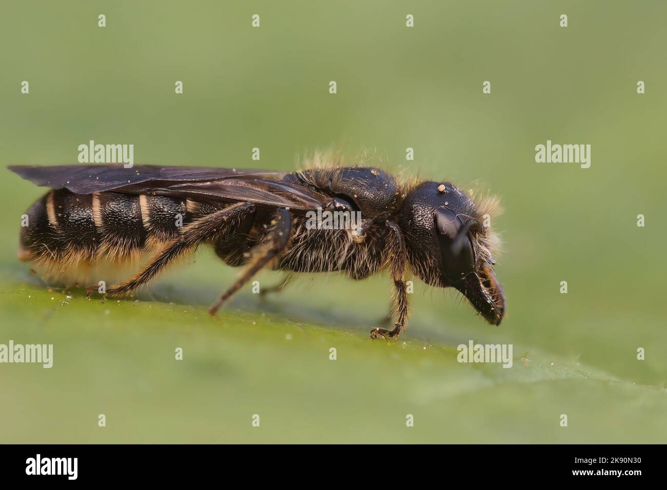 Scissor bee hi-res stock photography and images - Alamy