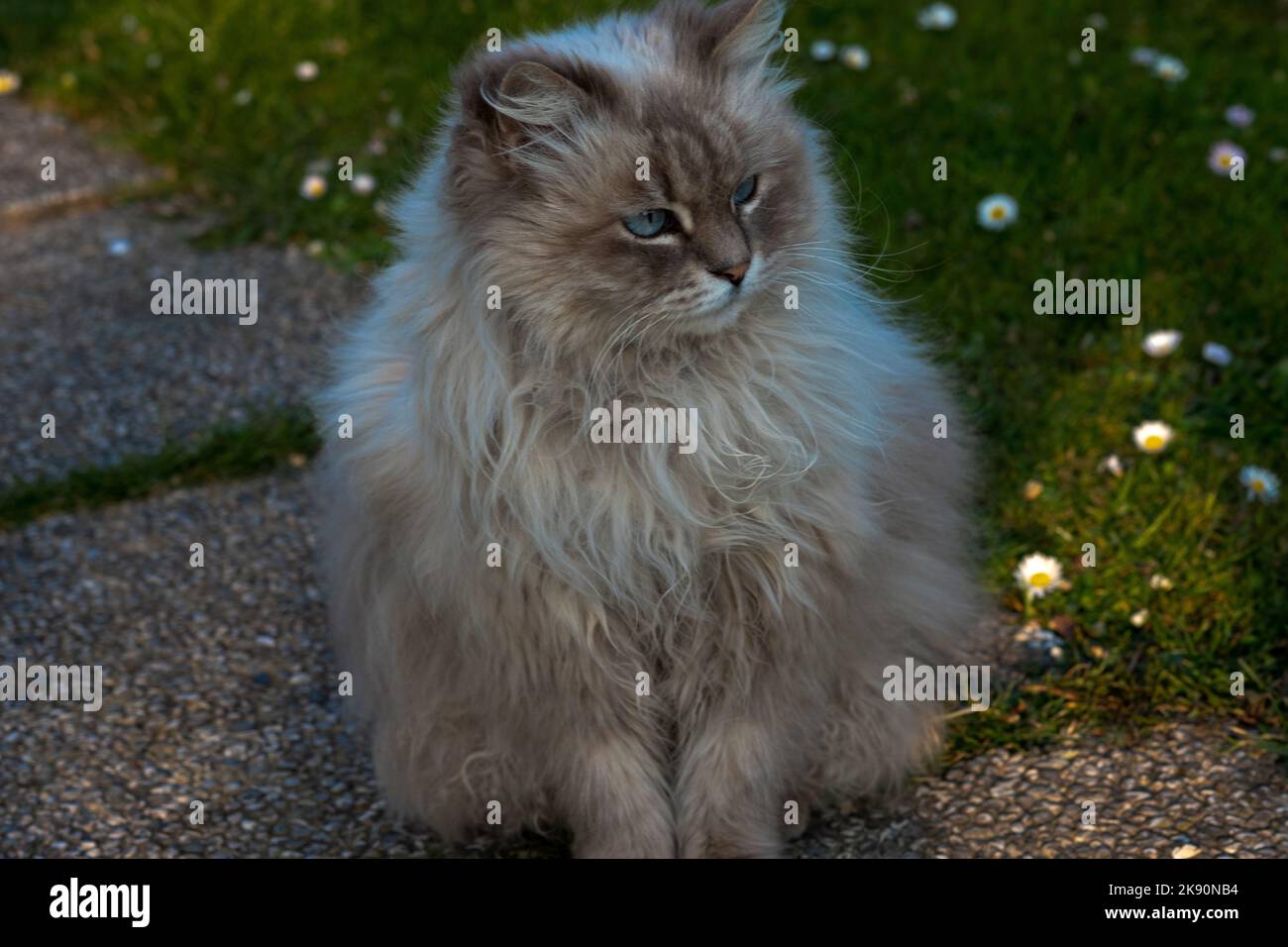 A beautiful blue-eyed Siberian cat sitting on a pathway through the ...