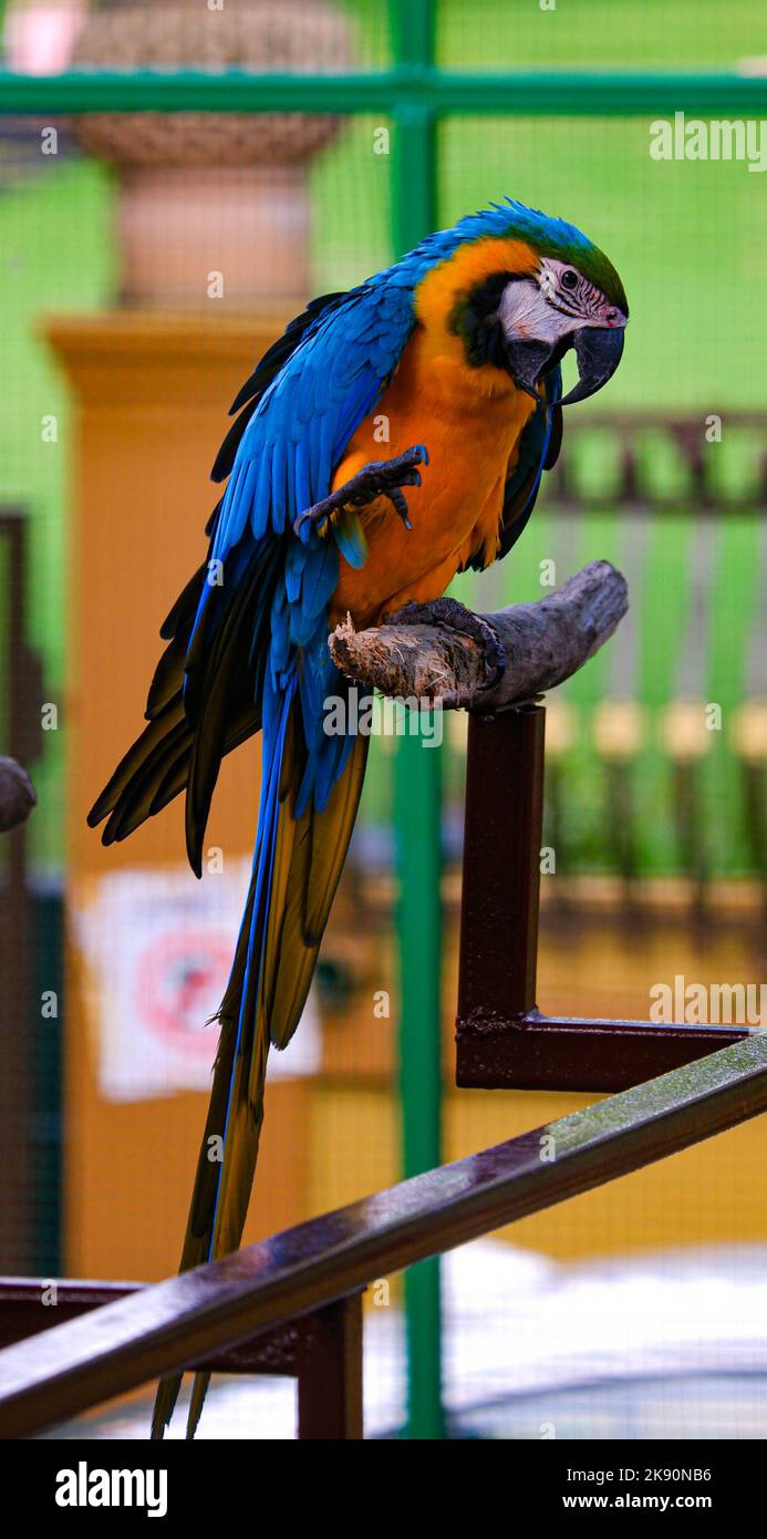 A vertical of a blue and yellow macaw perched on a stick Stock Photo ...