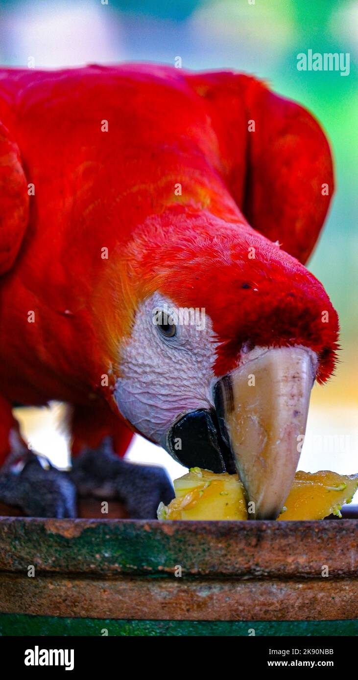A closeup of a scarlet macaw eating an orange from an old rusty bowl ...
