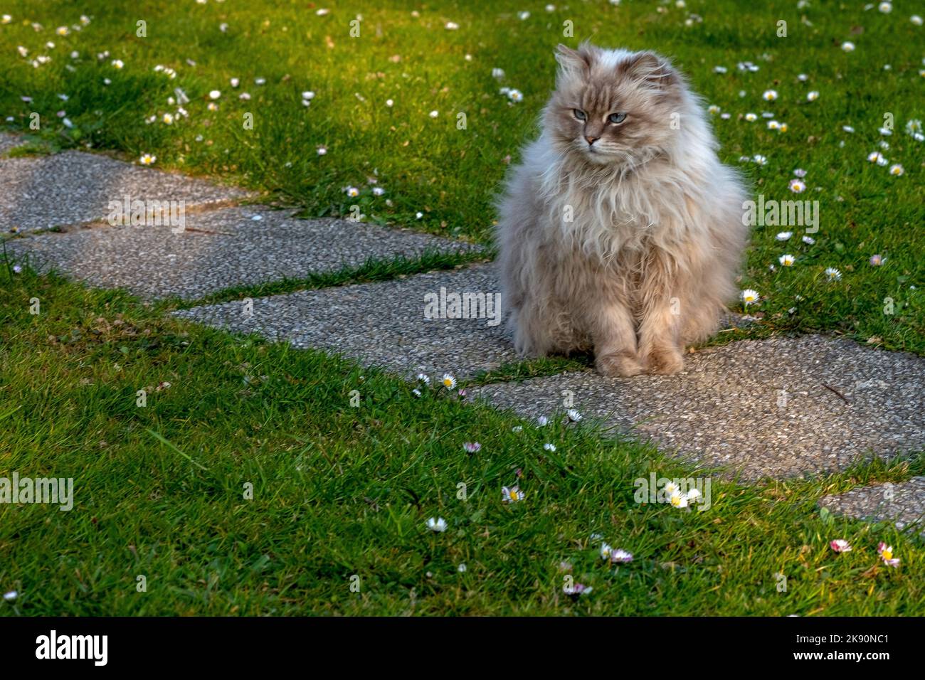 A beautiful blue-eyed Siberian cat sitting on a pathway through the ...