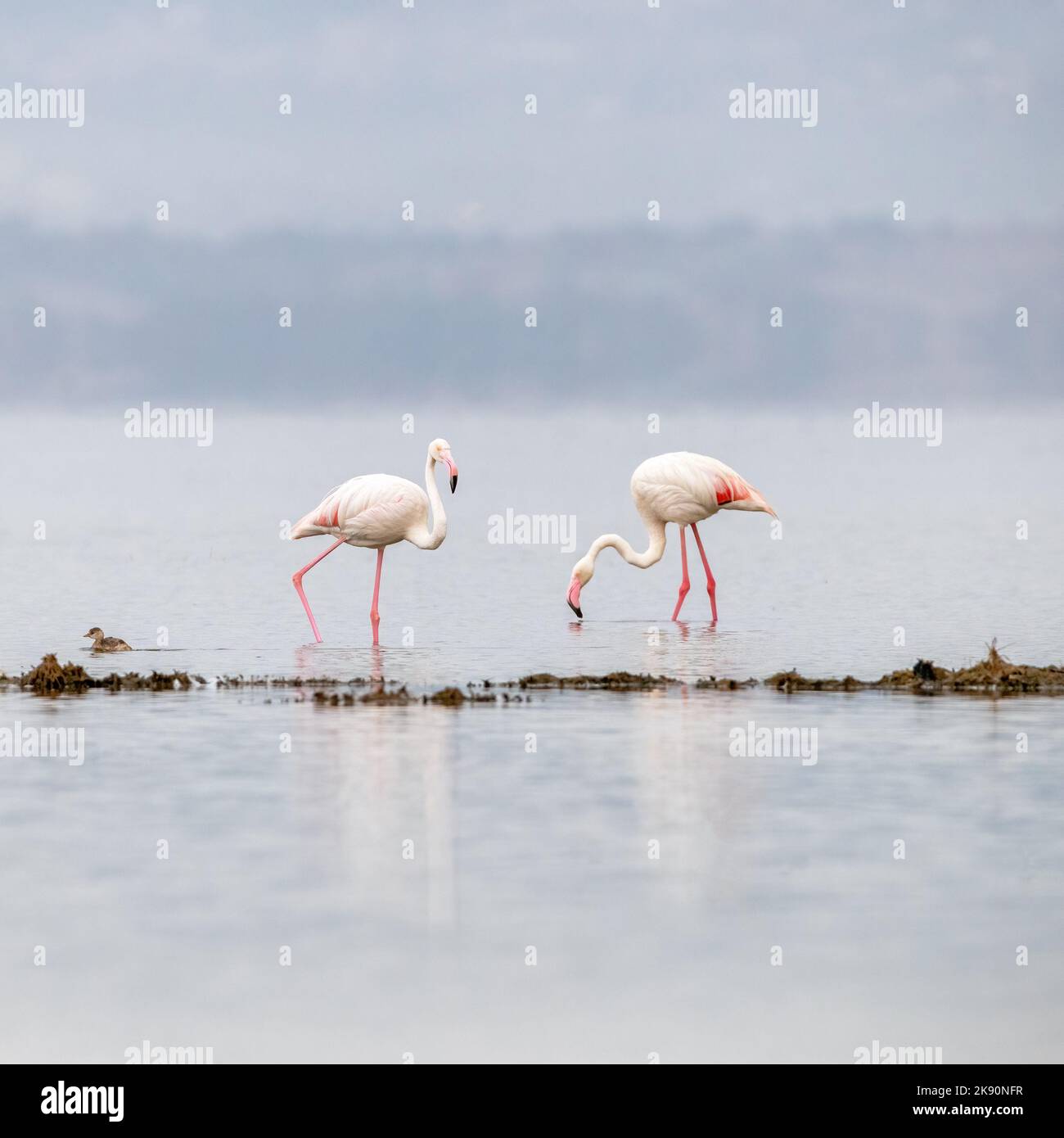 Soft and high key processing of two Greater Flamingos, Phoenicopterus ...
