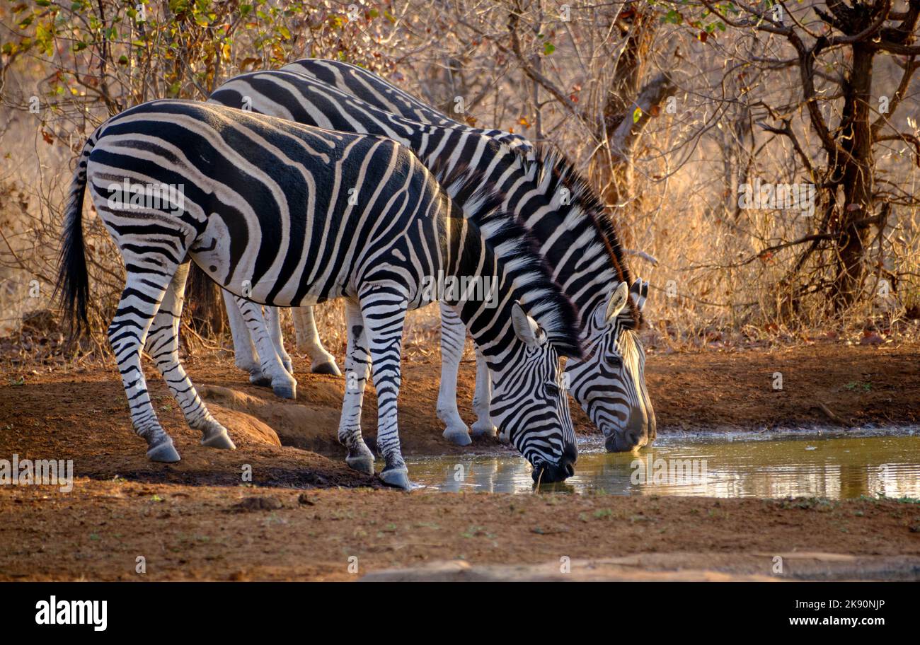 The two zebras drinking water from a pond in safari Stock Photo - Alamy
