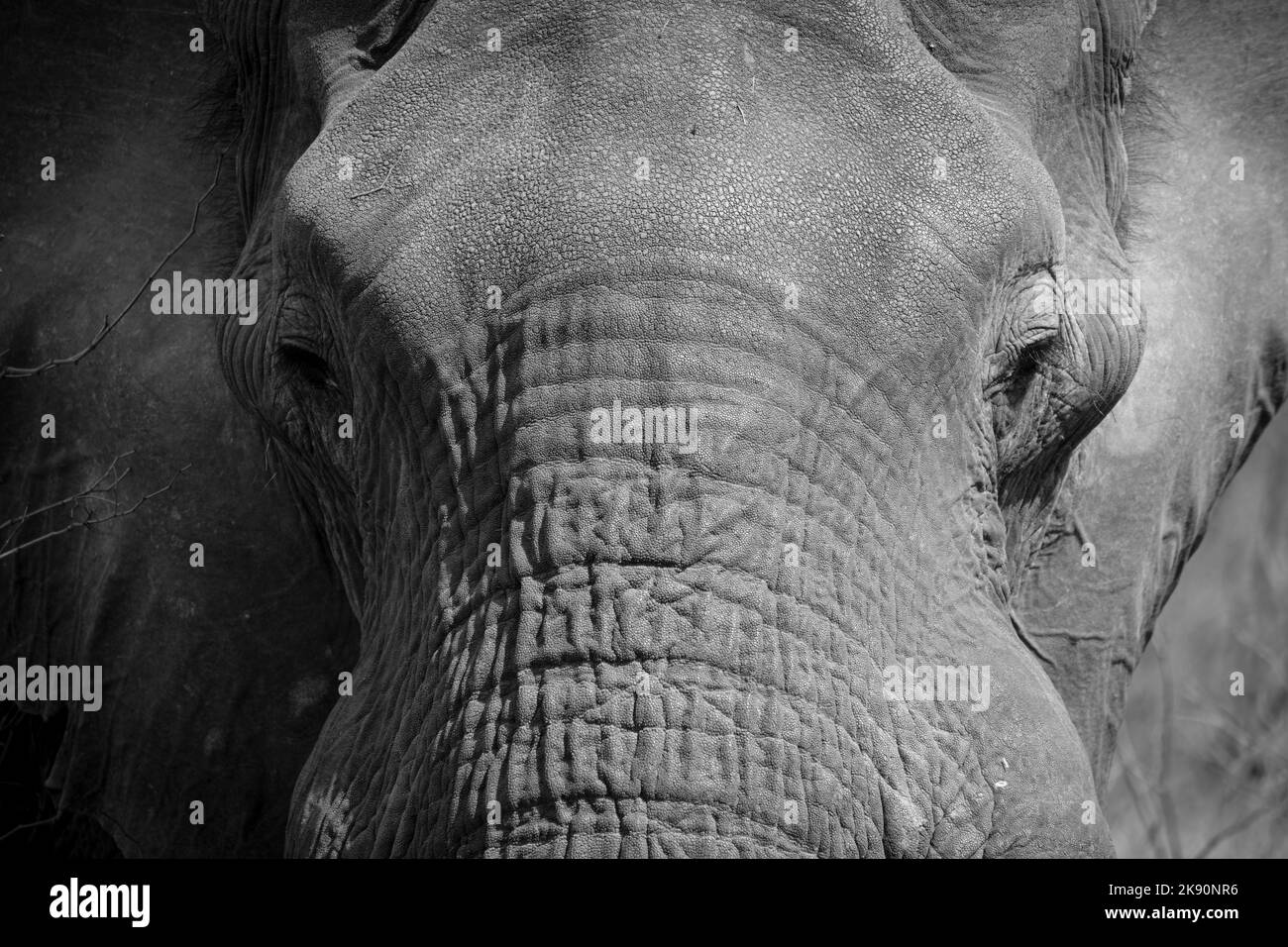 A closeup and monochrome shot of the elephant's skin Stock Photo - Alamy