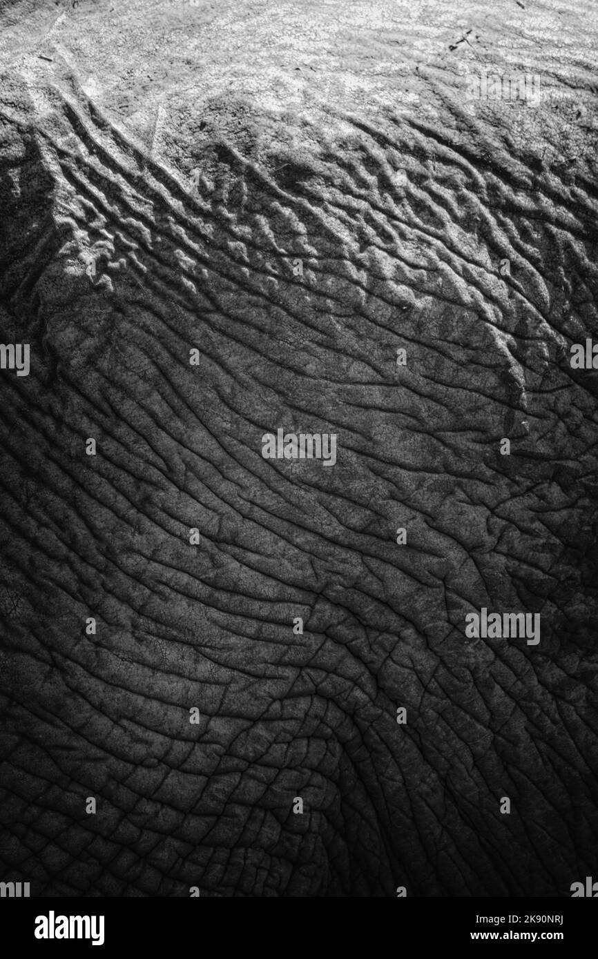 A closeup and monochrome shot of the elephant's skin Stock Photo - Alamy