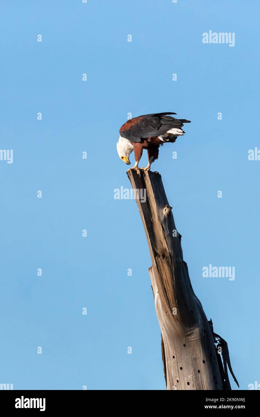 Fish eagle on dead tree hi-res stock photography and images - Alamy