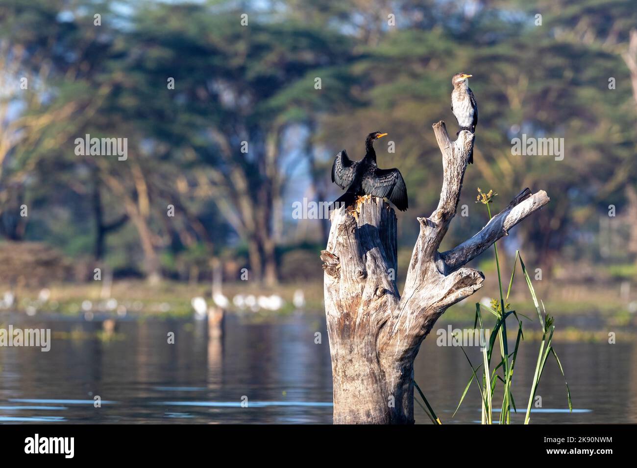 A long tailed cormorant, microcarbo africanus, and a great cormorant ...