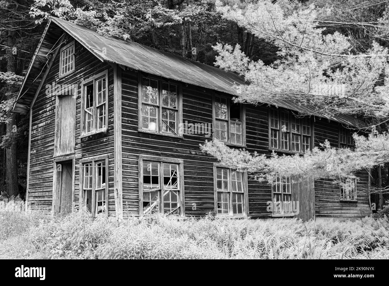 A grayscale shot of an old wooden house in the woods Stock Photo - Alamy