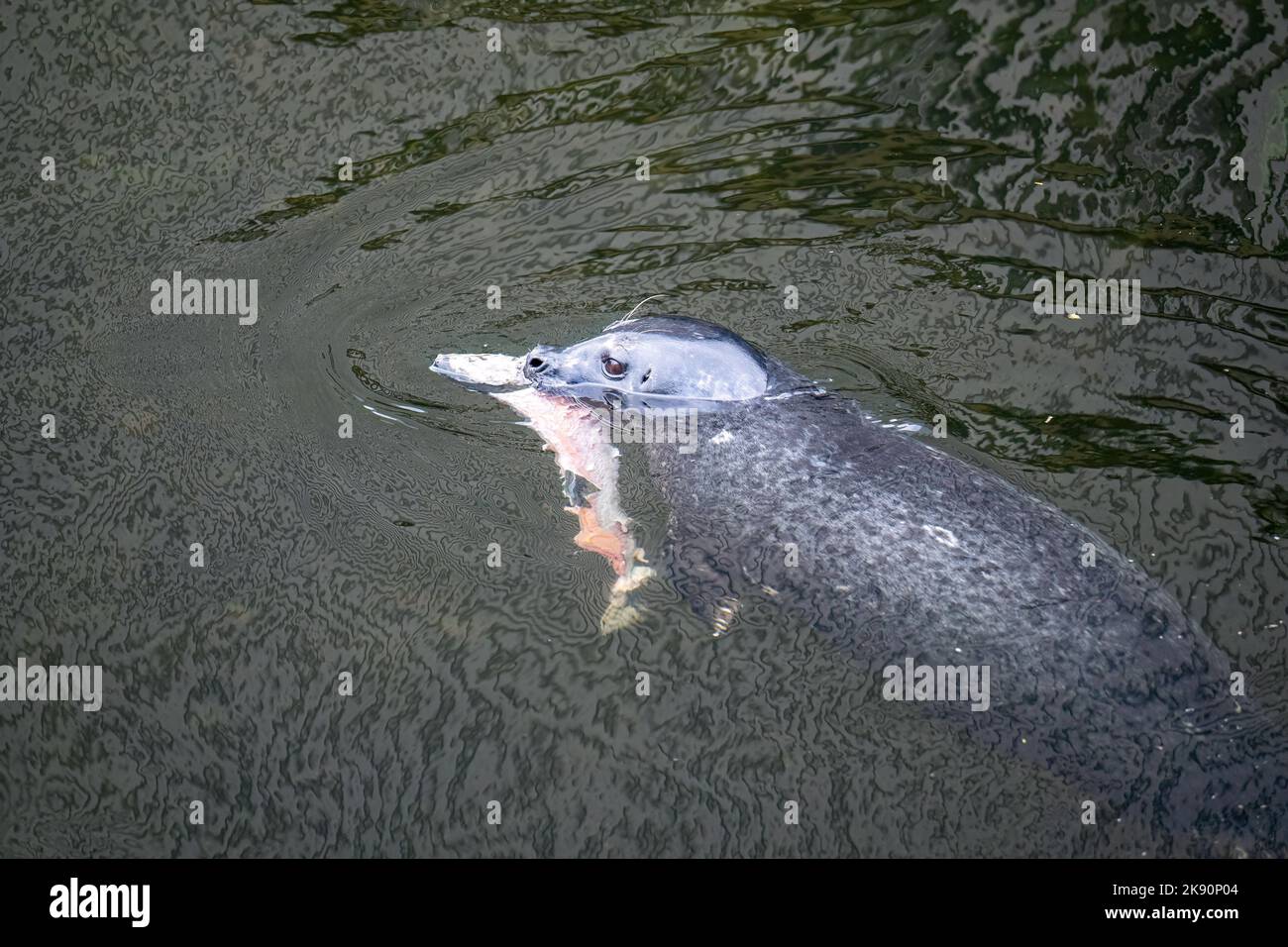A seal with fish in its mouth on a harbor Stock Photo - Alamy