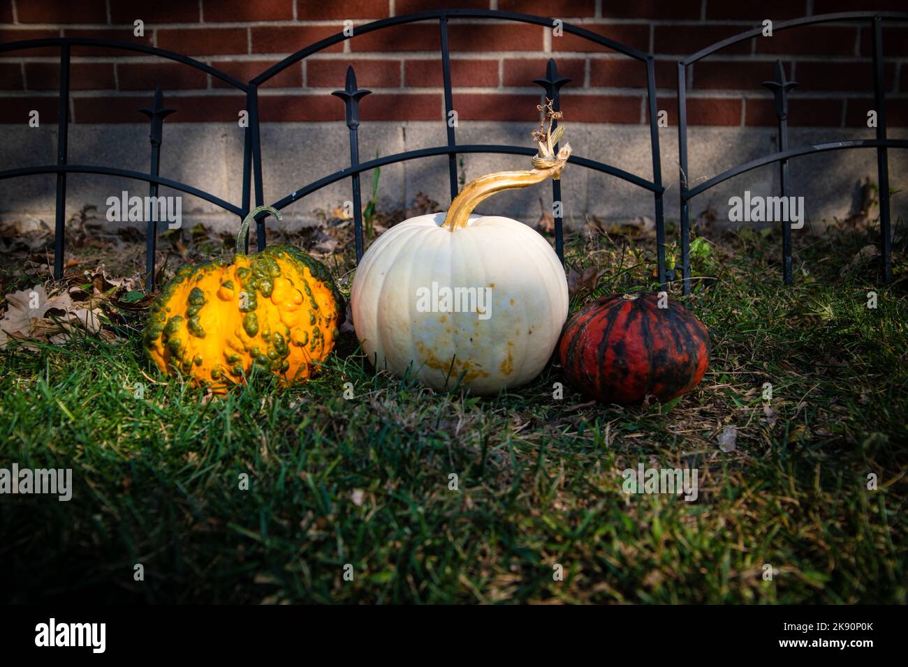 Pumpkins with trees hi-res stock photography and images - Alamy