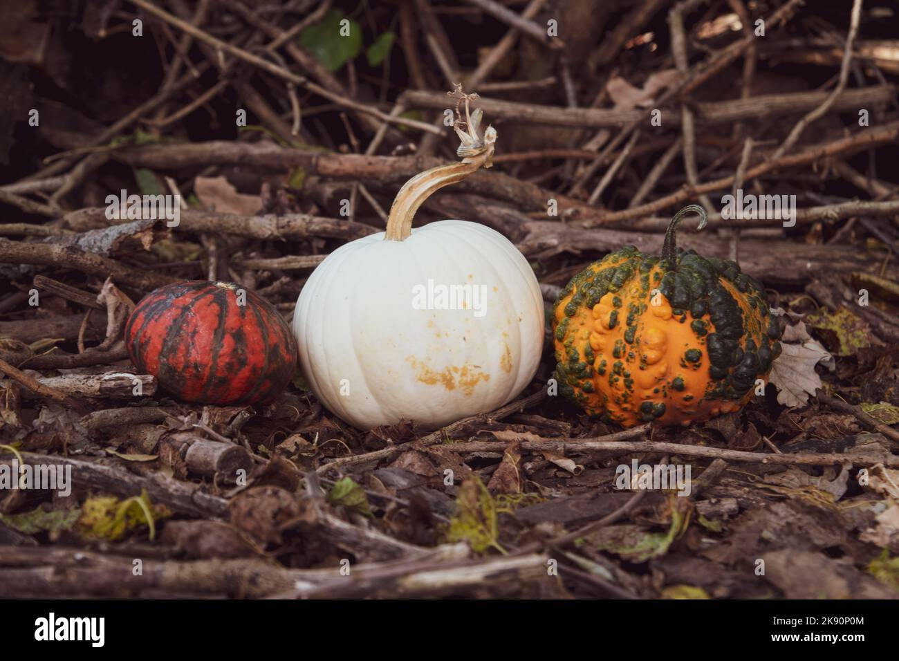 Fall pumpkins hi-res stock photography and images - Alamy