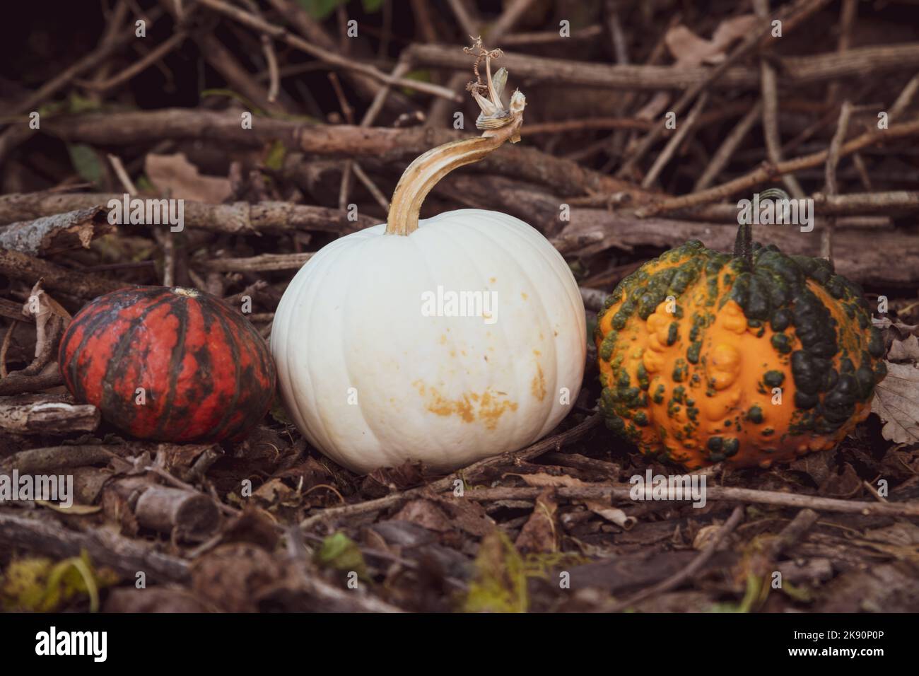 Fall trees with pumpkins hi-res stock photography and images - Alamy