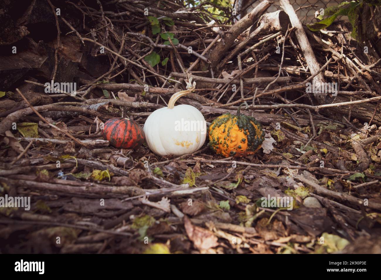 Pumpkins with trees hi-res stock photography and images - Alamy