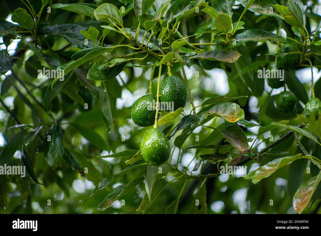 A closeup shot of raw avocados hanging on a tree branch (Persea ...