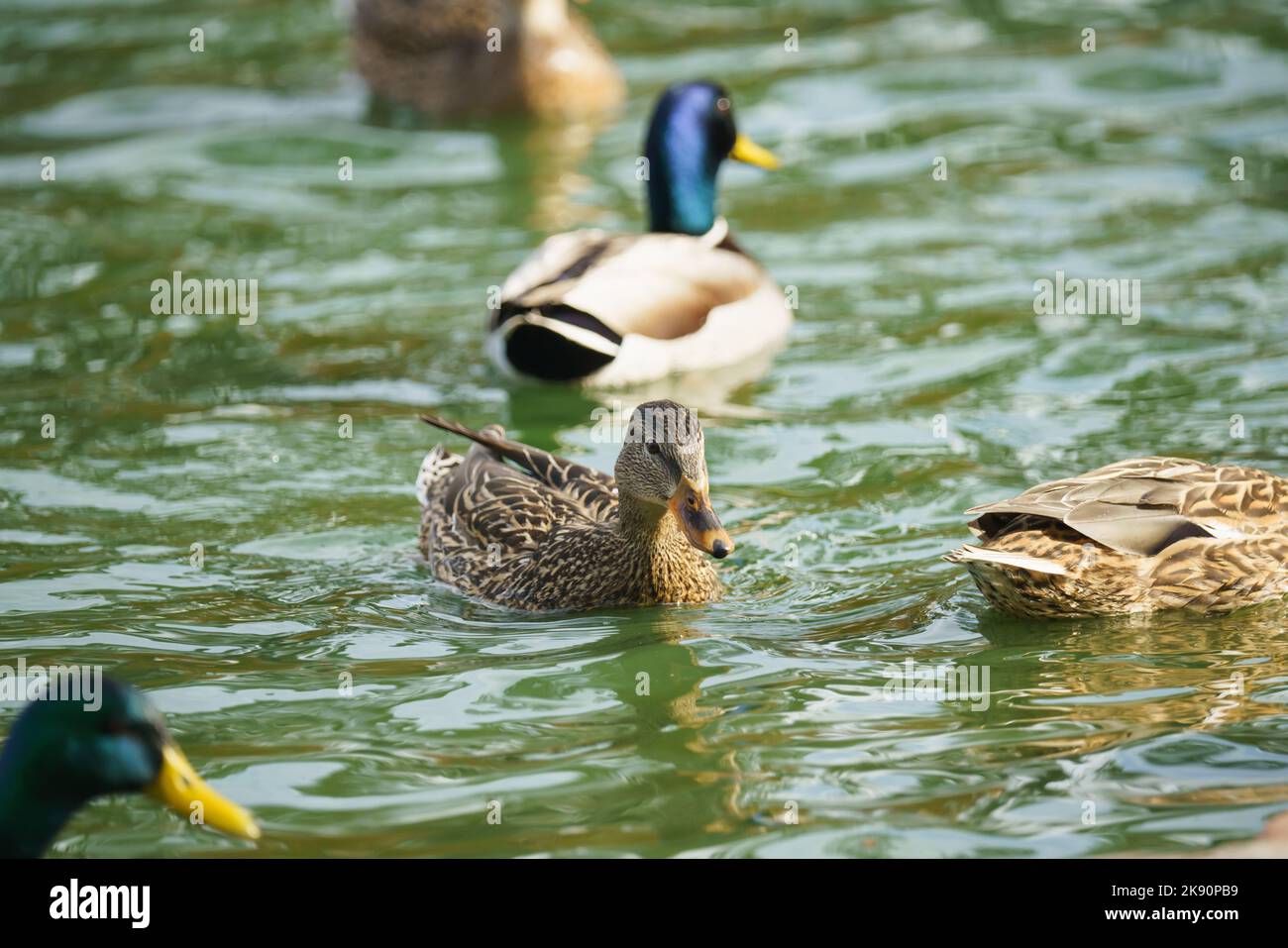 Ducks floating on water in the lake in city park in sunny day. Close up ...