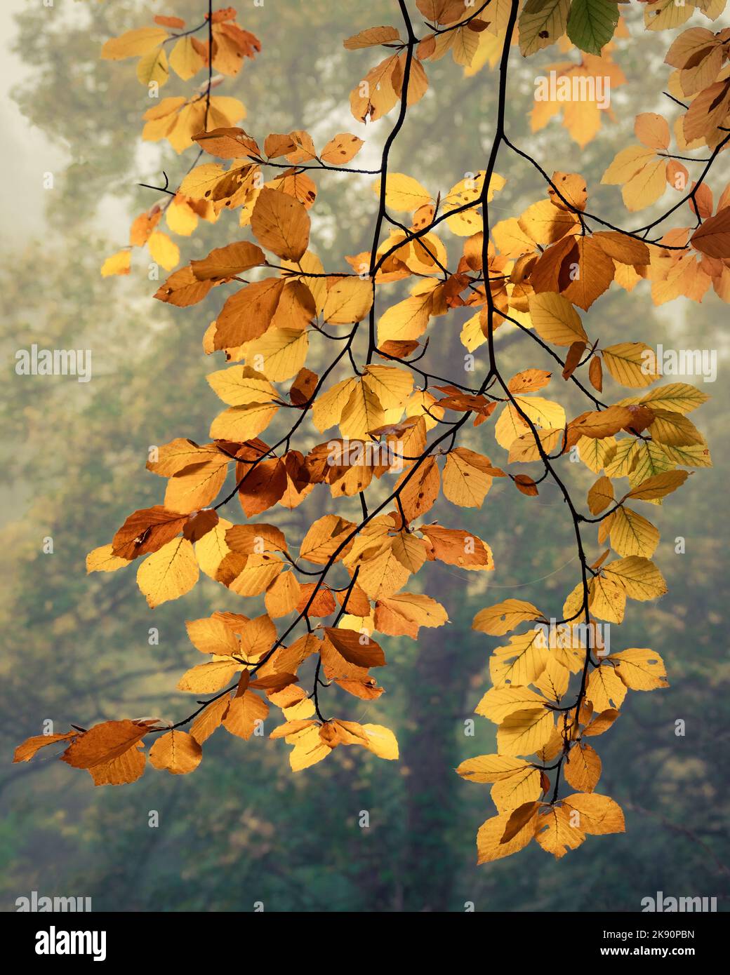 Edinburgh, Scotland, UK - Golden leaves in autumn Stock Photo - Alamy