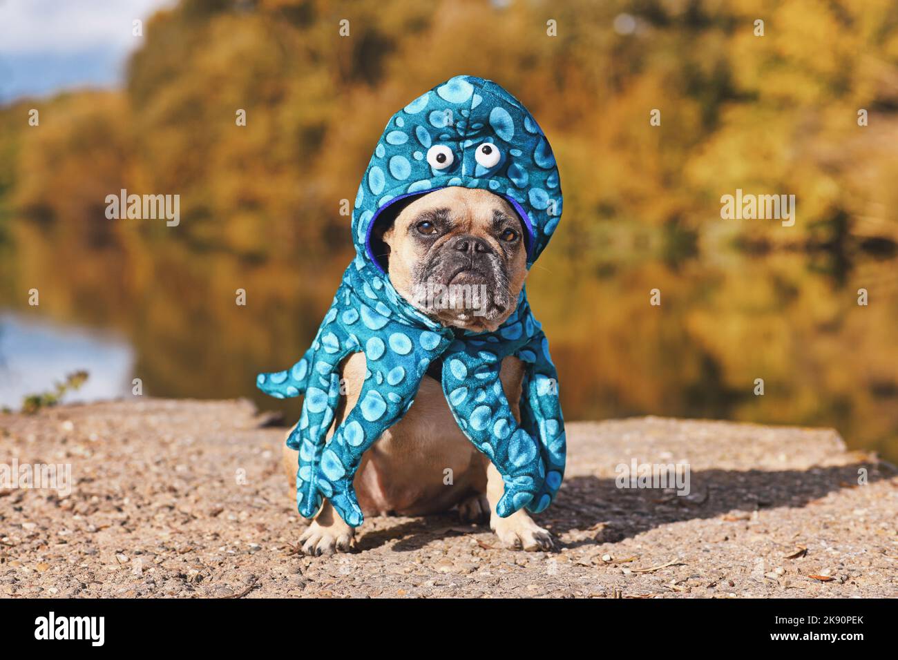 Halloween dog costume. French Bulldog wearing funny octopus suit with ...