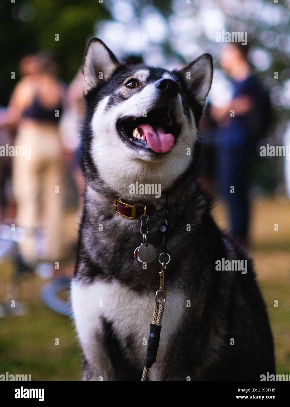 A vertical shot of a black and white Siberian Husky outdoors with its ...
