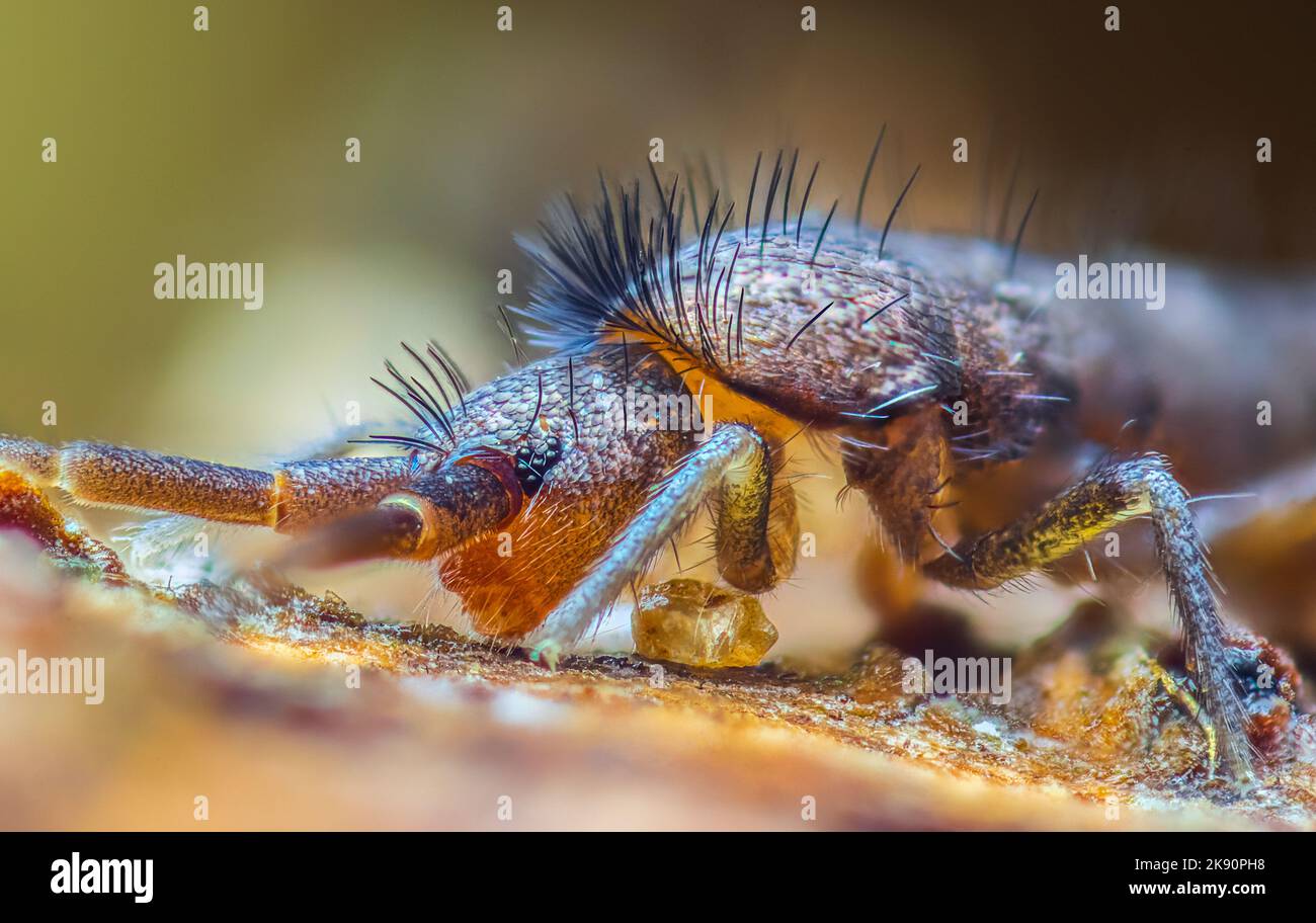 Orchesella flavescens on wood hi-res stock photography and images - Alamy