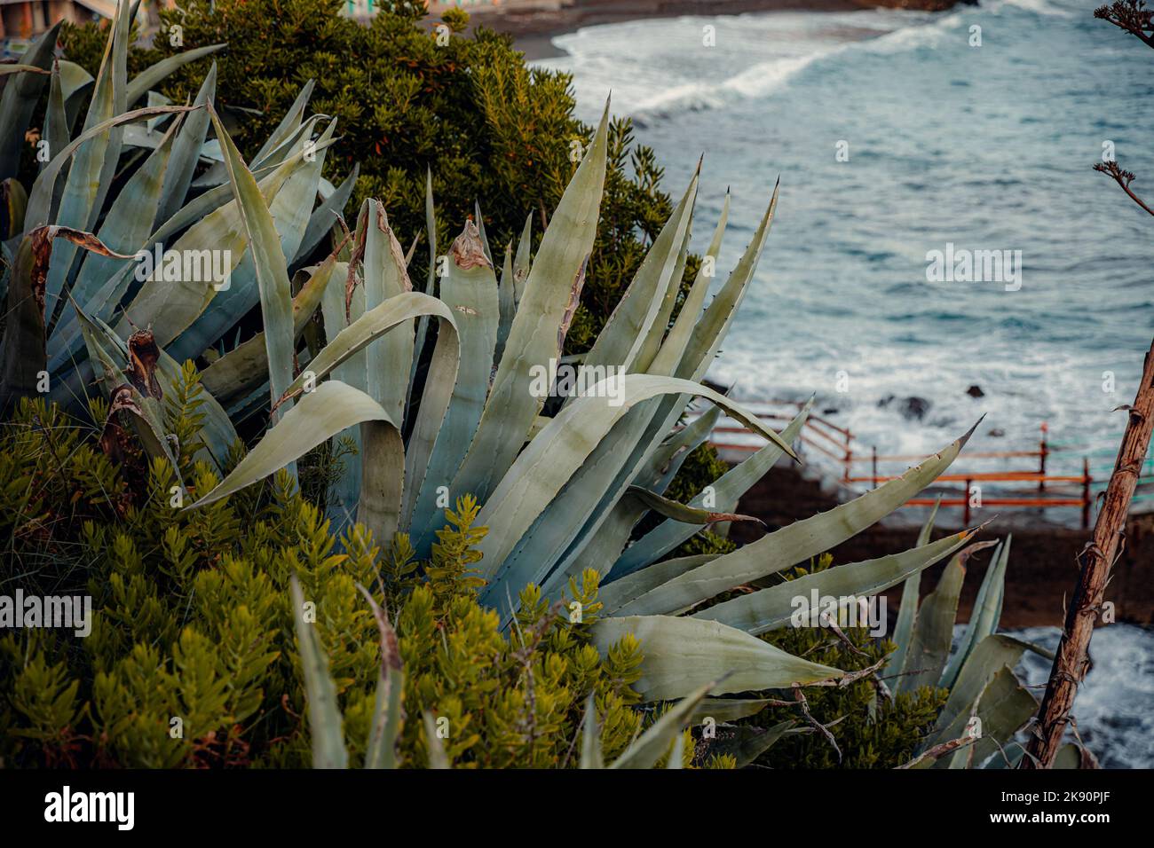 Wavy leaves hi-res stock photography and images - Alamy