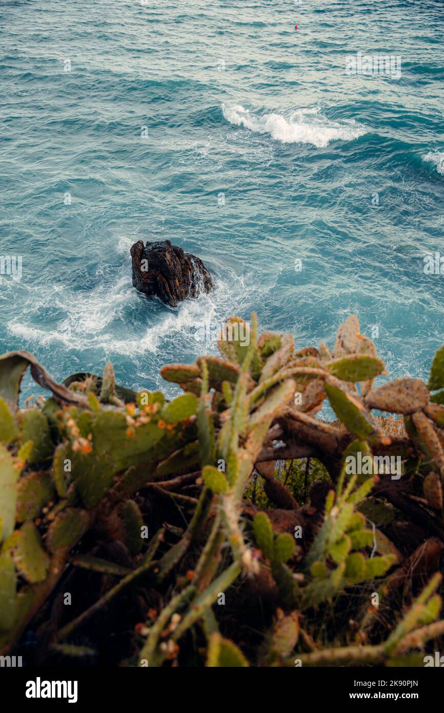 A vertical shot of prickly cactuses against the wavy ocean washing up ...