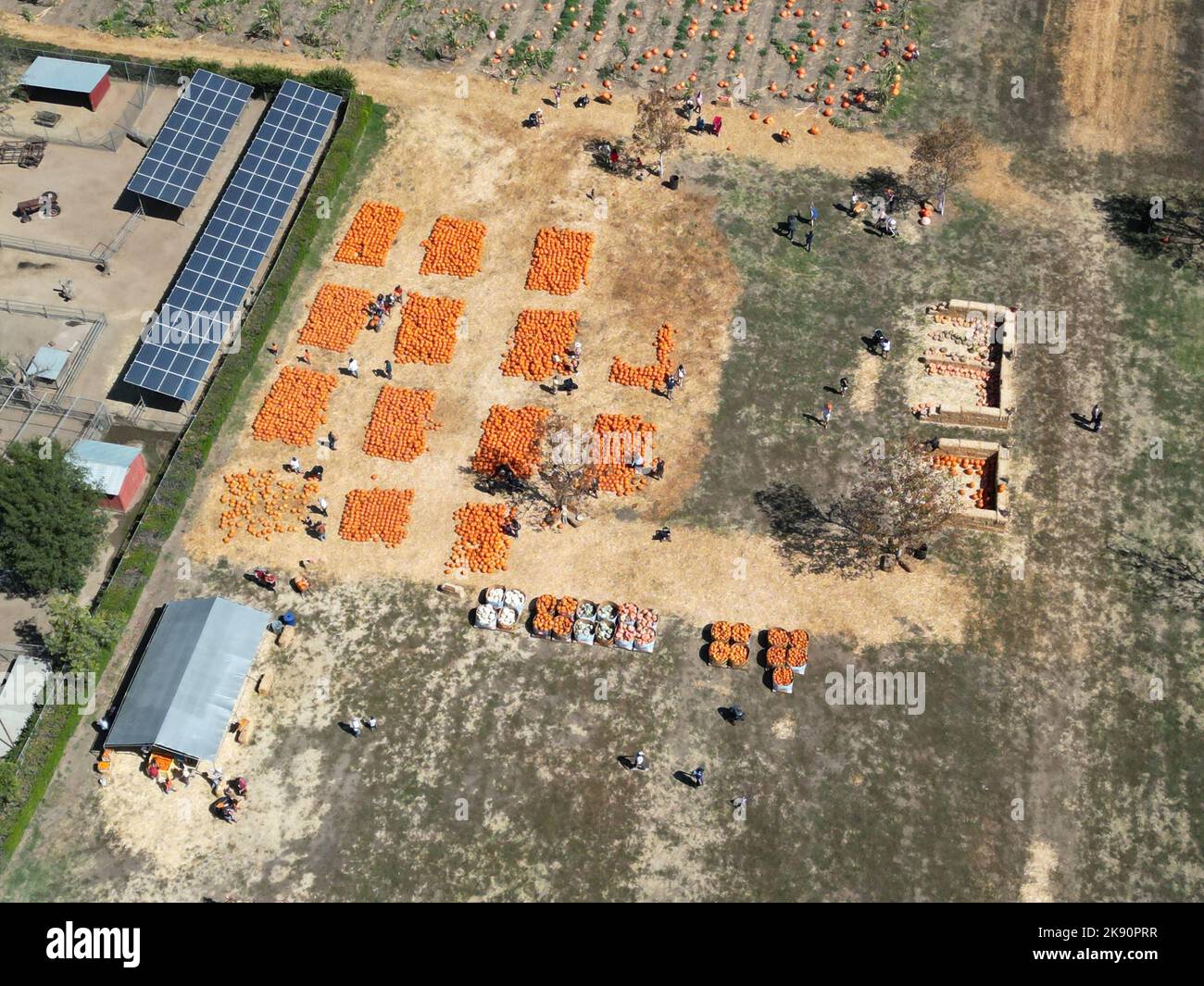 An aerial view of Pumpkin patch with an abundance of pumpkins and ...
