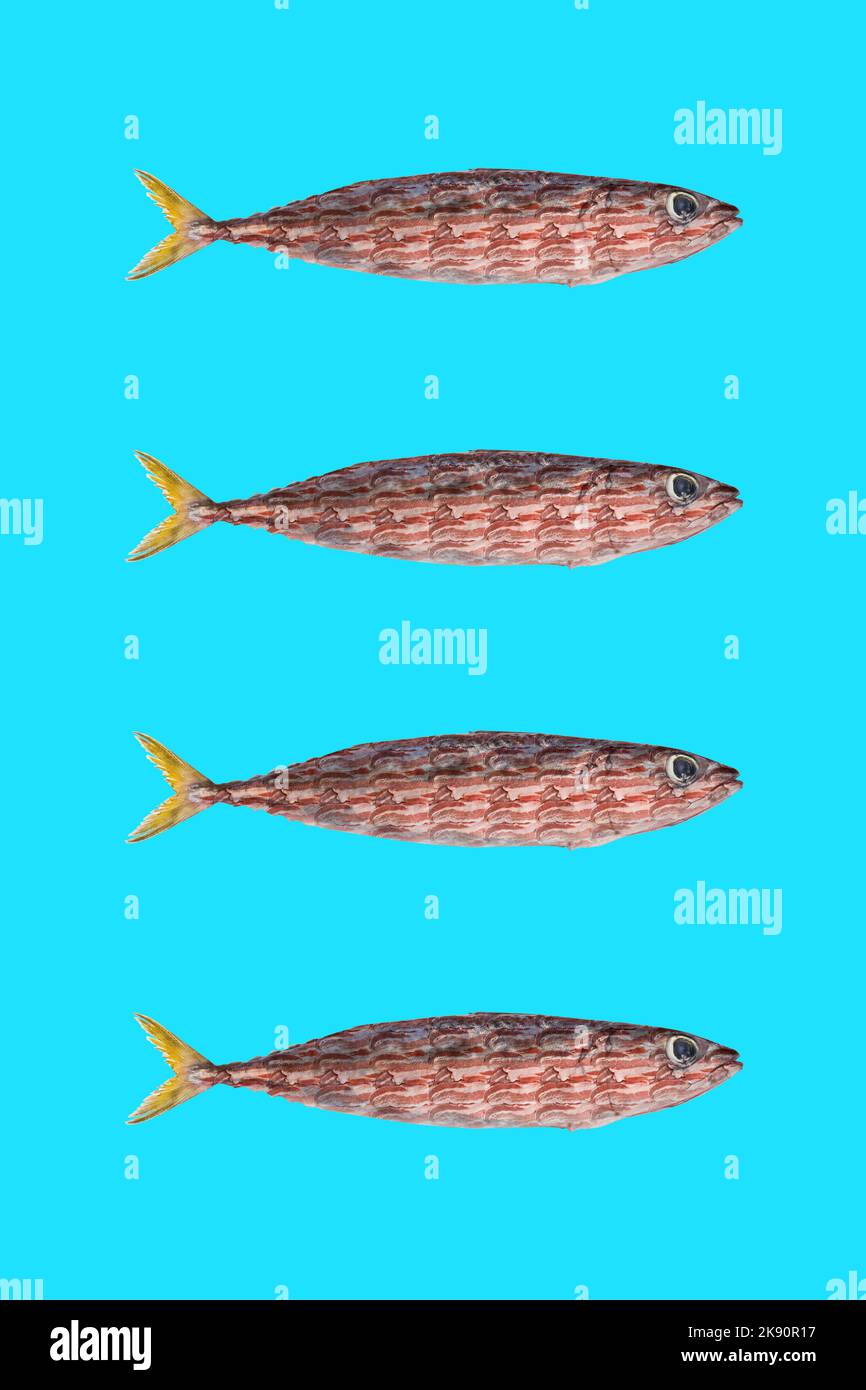 Art collage with mackerel fish and bacon. Photo on a summer pastel ...