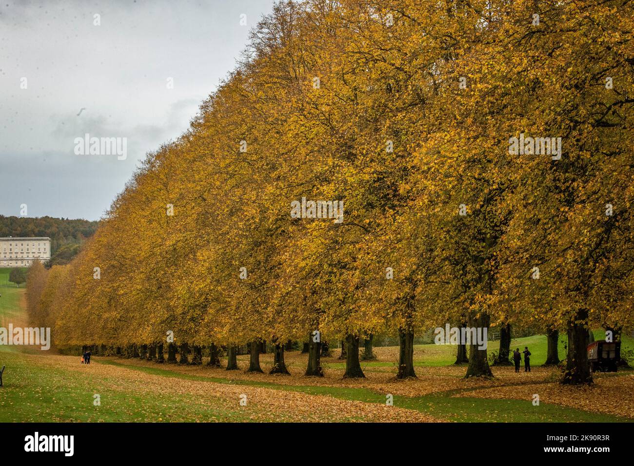 People walking through the tall trees of Stormont Estate in Belfast ...