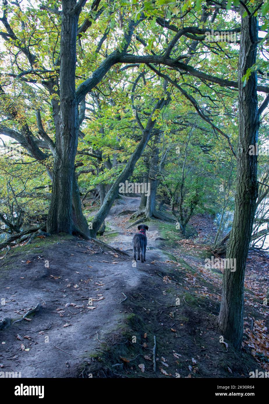 Dog in trees hi-res stock photography and images - Alamy