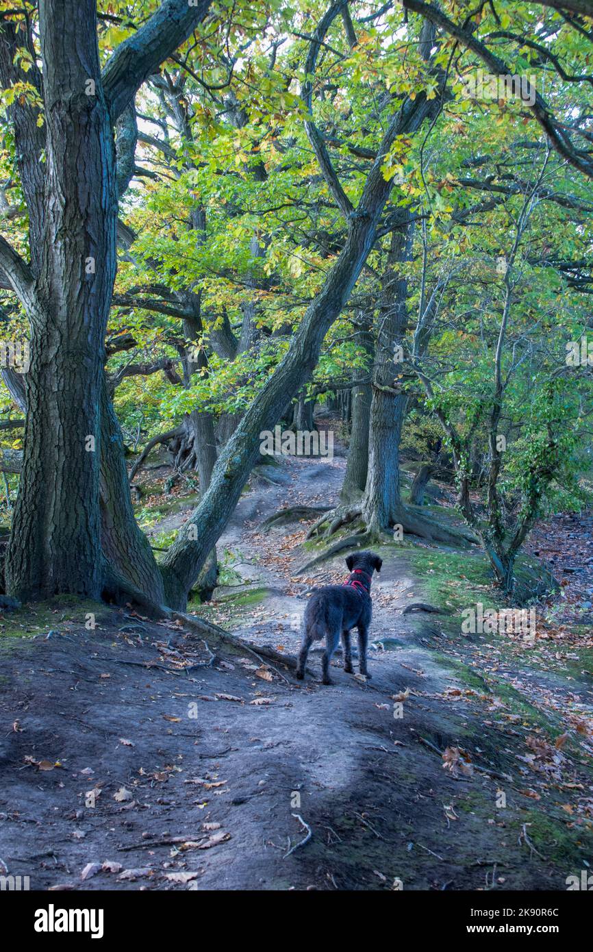 Looking down path hi-res stock photography and images - Alamy