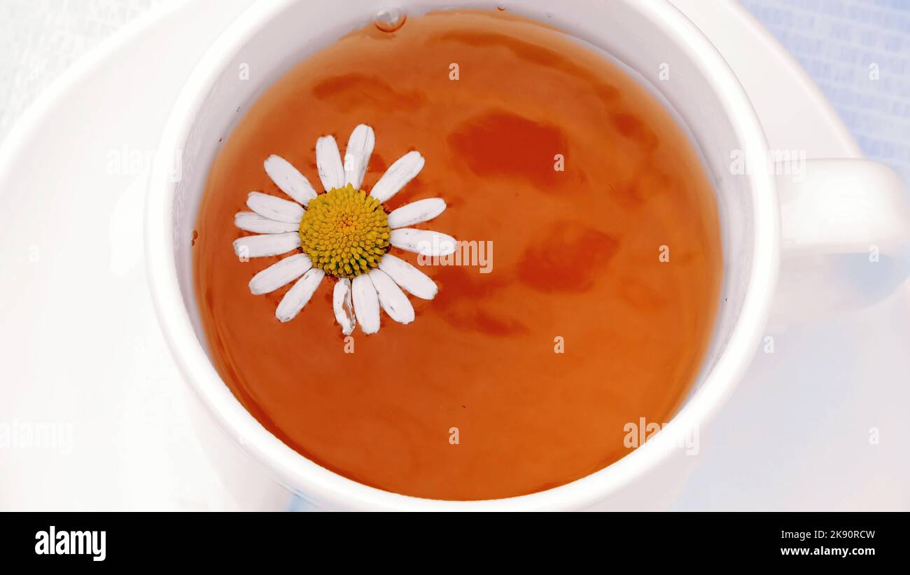 A close-up, a white cup with tea, a daisy flower floating on top of it ...