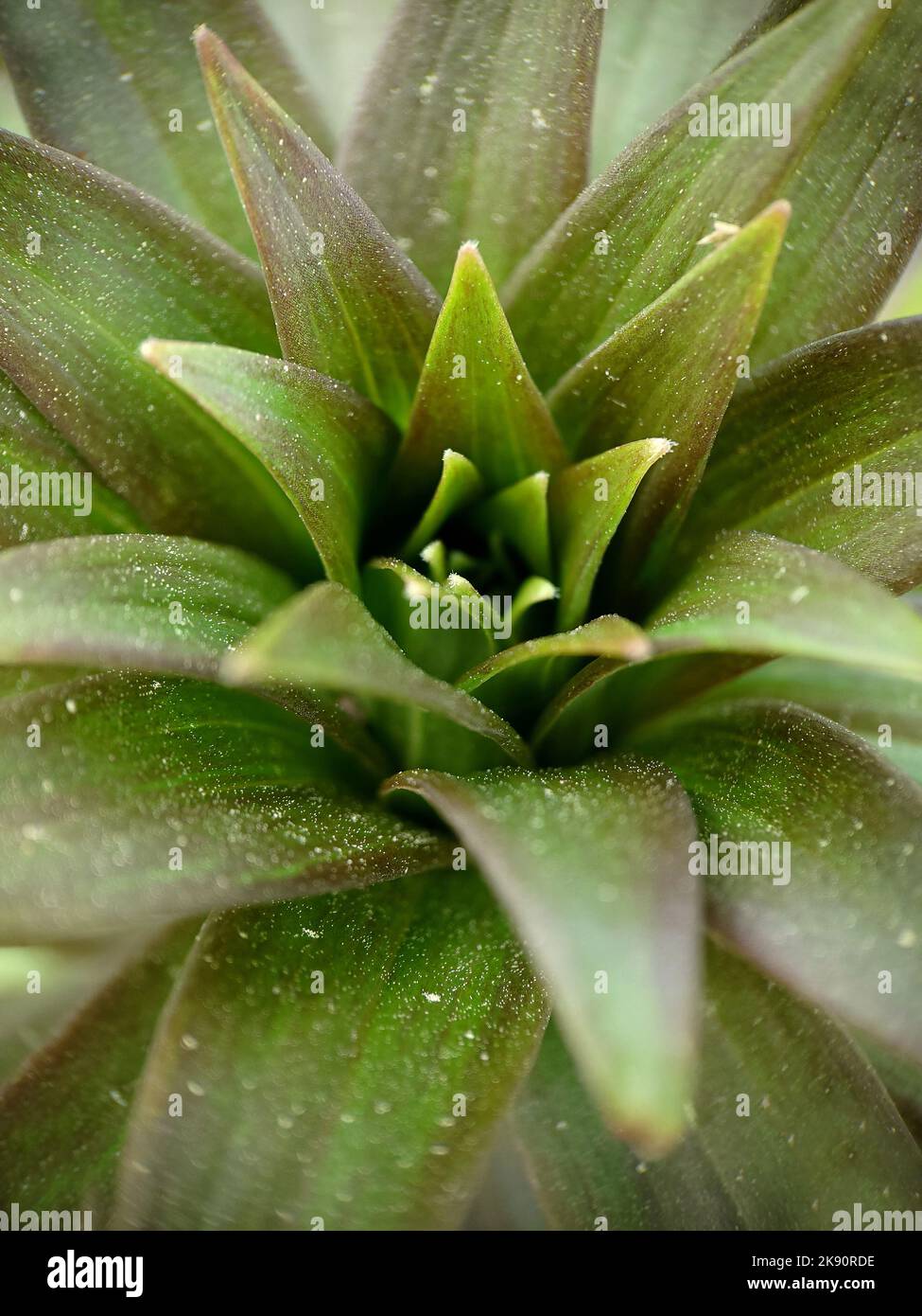 Background image of green foliage of a lily without a flower Stock ...