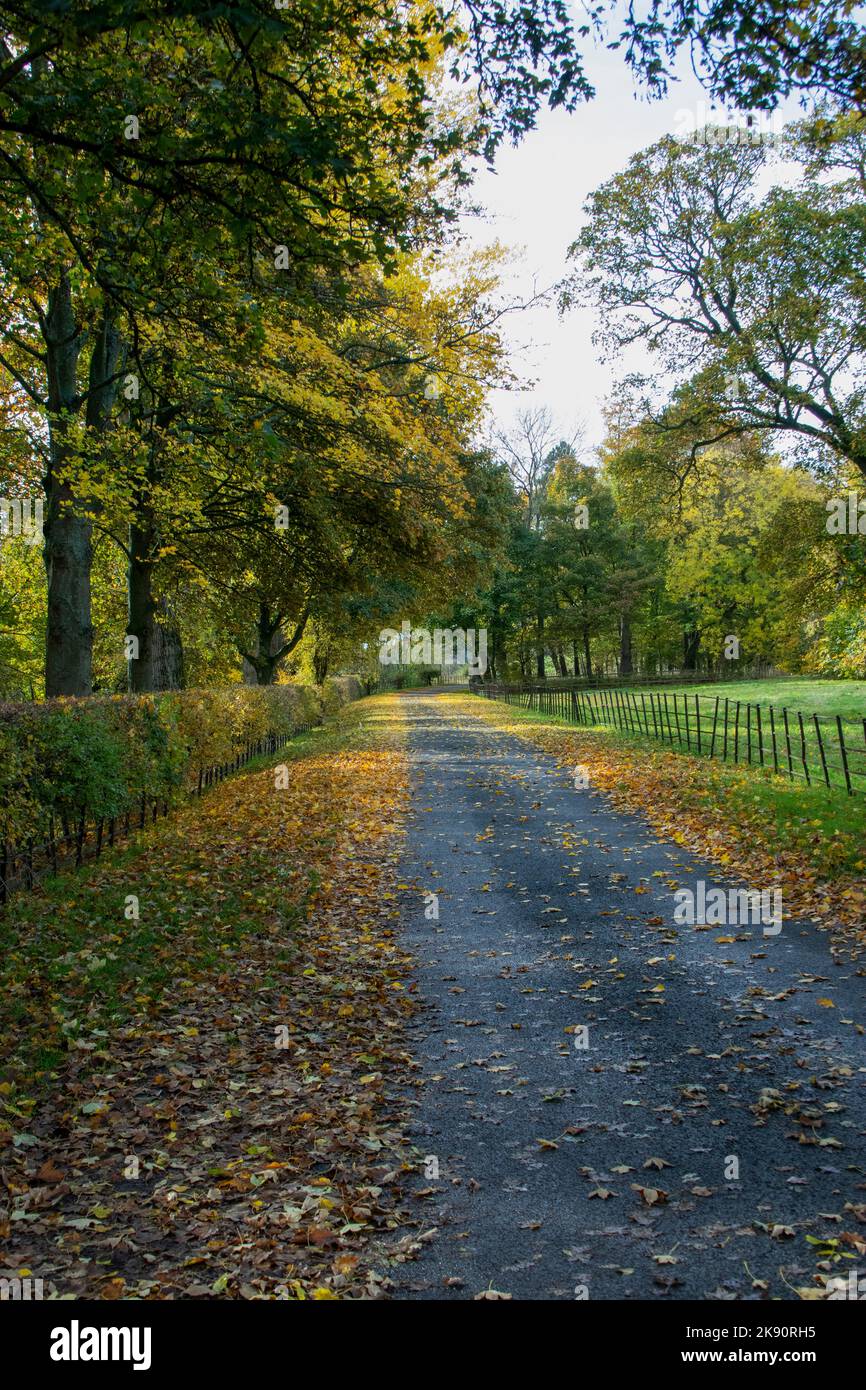 View along drive lined with trees in autumnal colour Stock Photo - Alamy