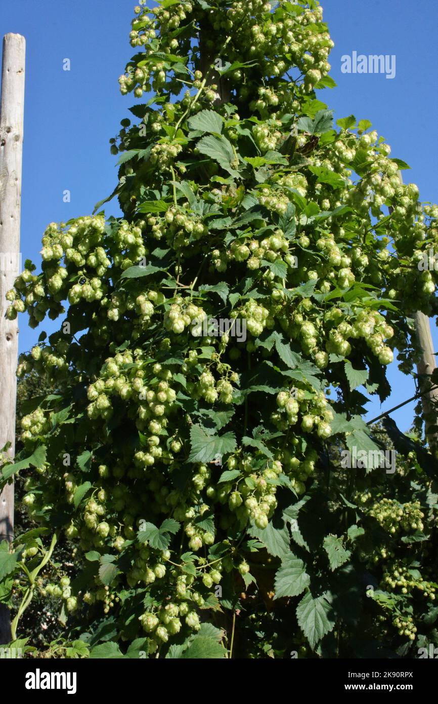 Common hop (Humulus lupulus) plant against blue sky Stock Photo - Alamy