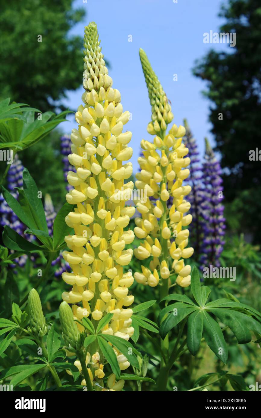 Flower spikes of Garden Lupin (Lupinus polyphyllus 'Chandelier' Stock ...