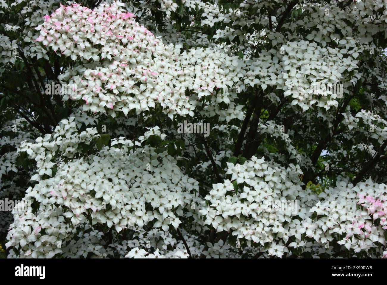 Flowering Chinese Dogwood (Cornus kousa var. chinensis Stock Photo - Alamy