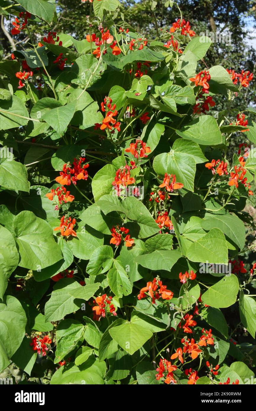 Scarlet climber hi-res stock photography and images - Alamy