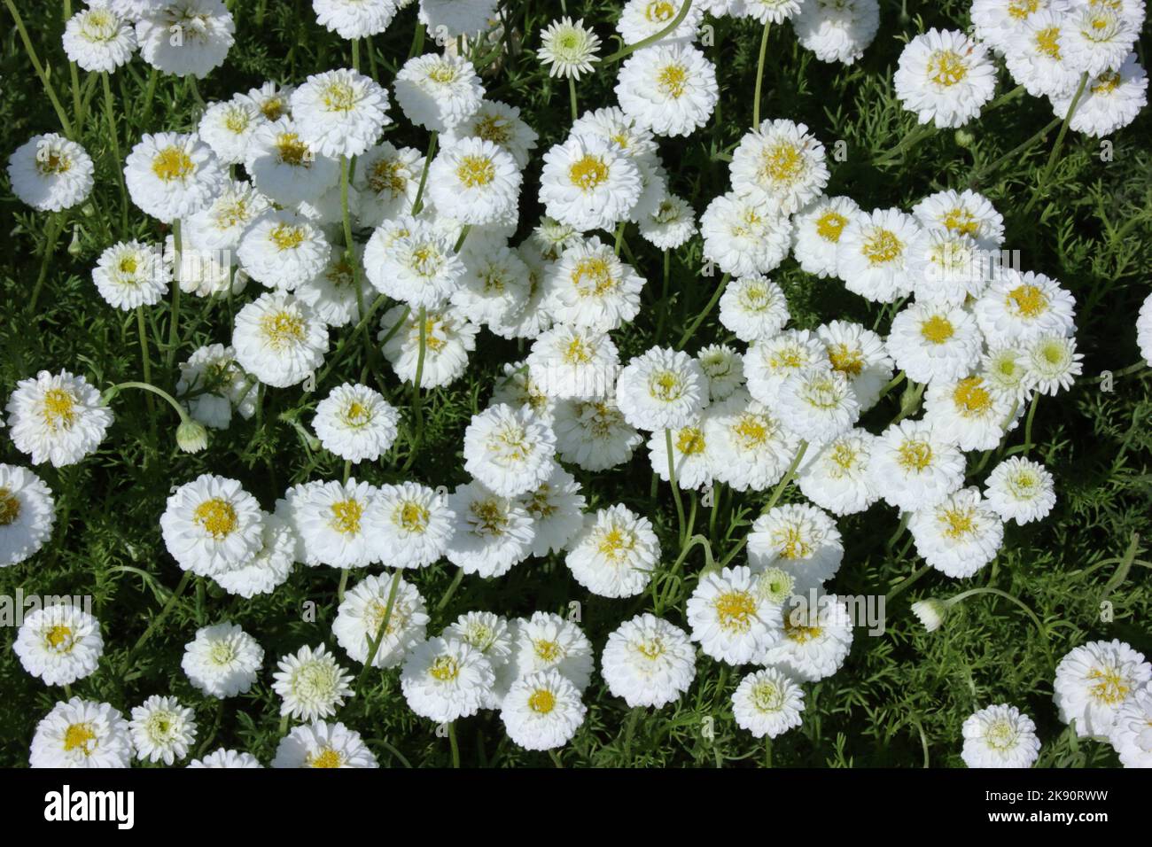 Roman chamomile (Chamaemelum nobile 'Flore Pleno') in garden Stock ...