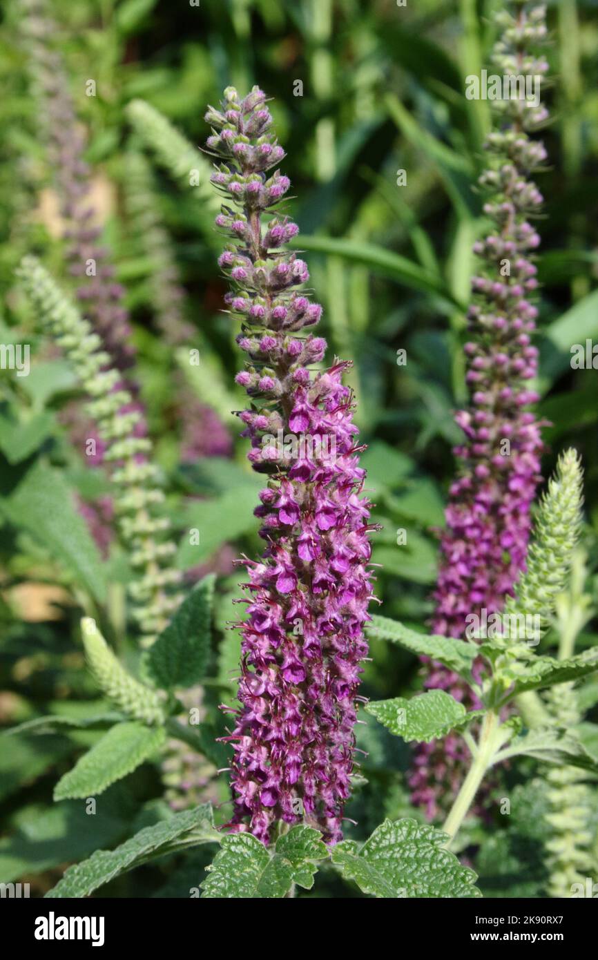 Flower spikes of Caucasian Germander (Teucrium hyrcanicum Stock Photo ...