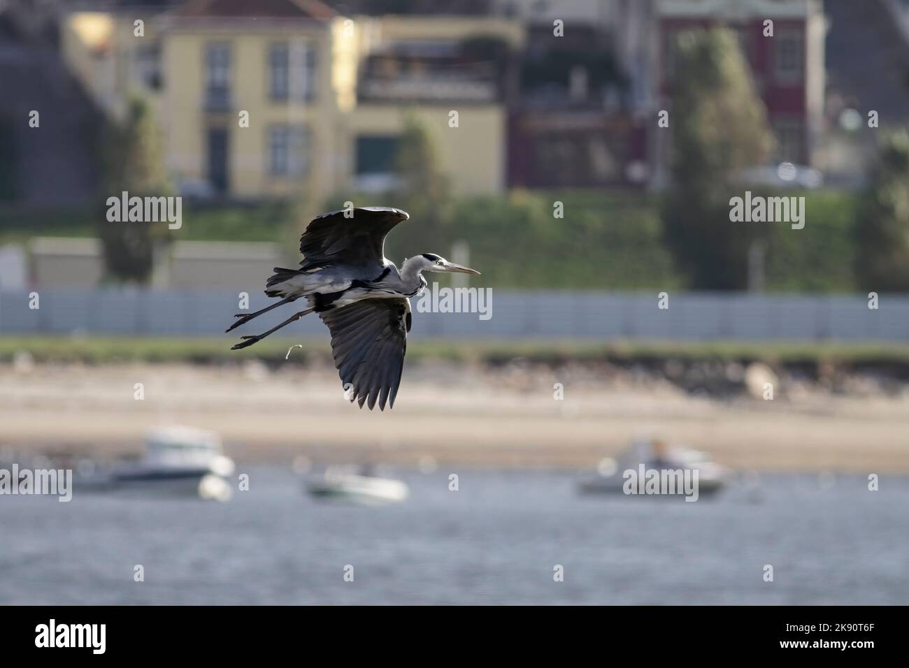 Bird pooping flight hi-res stock photography and images - Alamy