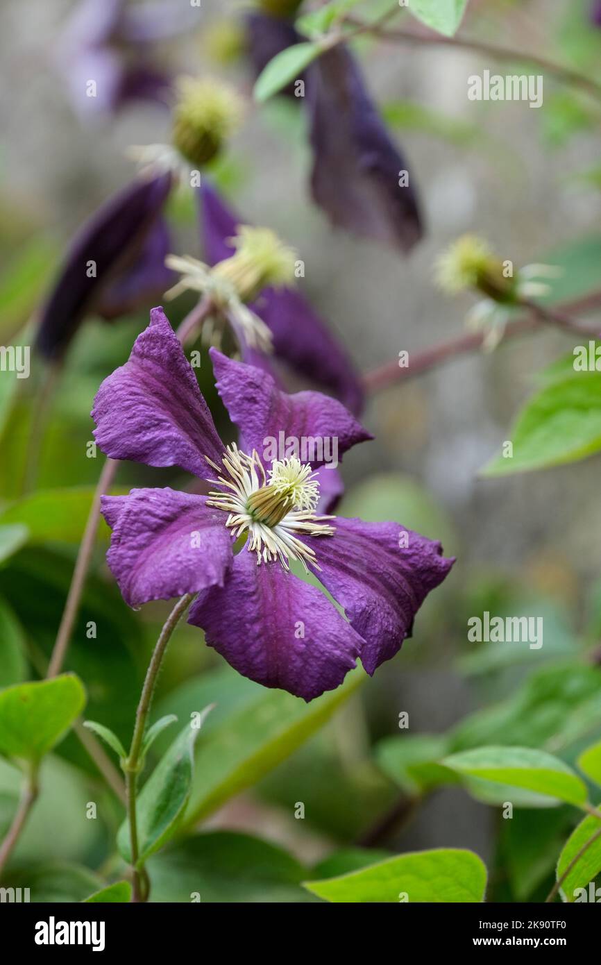 Clematis viticella blue belle hi-res stock photography and images - Alamy