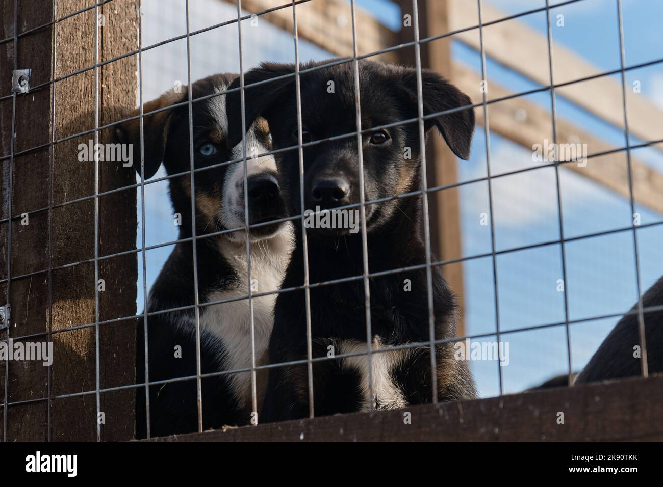 Husky puppies in aviary hi-res stock photography and images - Alamy