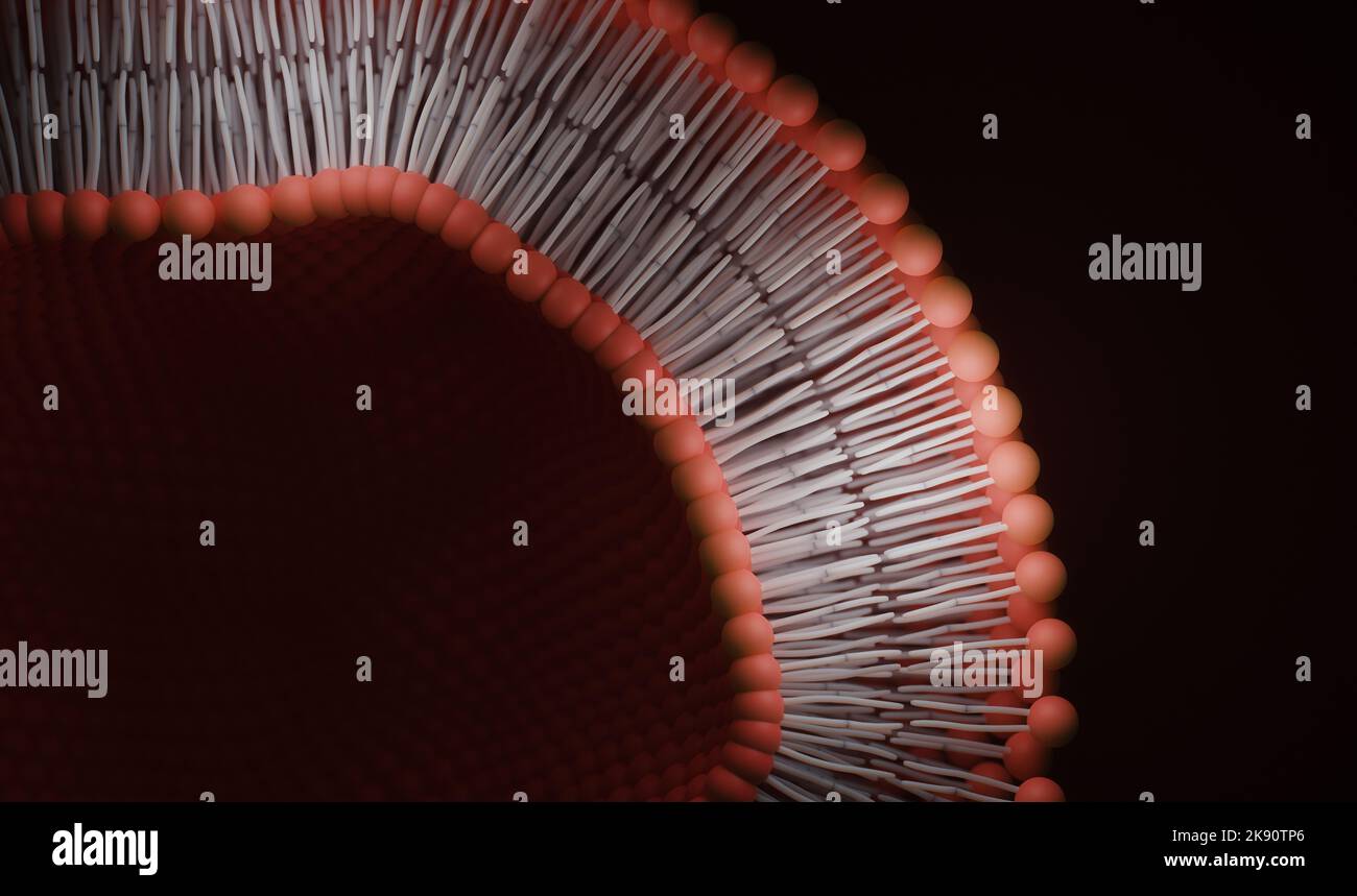 Lipid bilayer or phospholipid bilayer. 3D rendering Stock Photo - Alamy