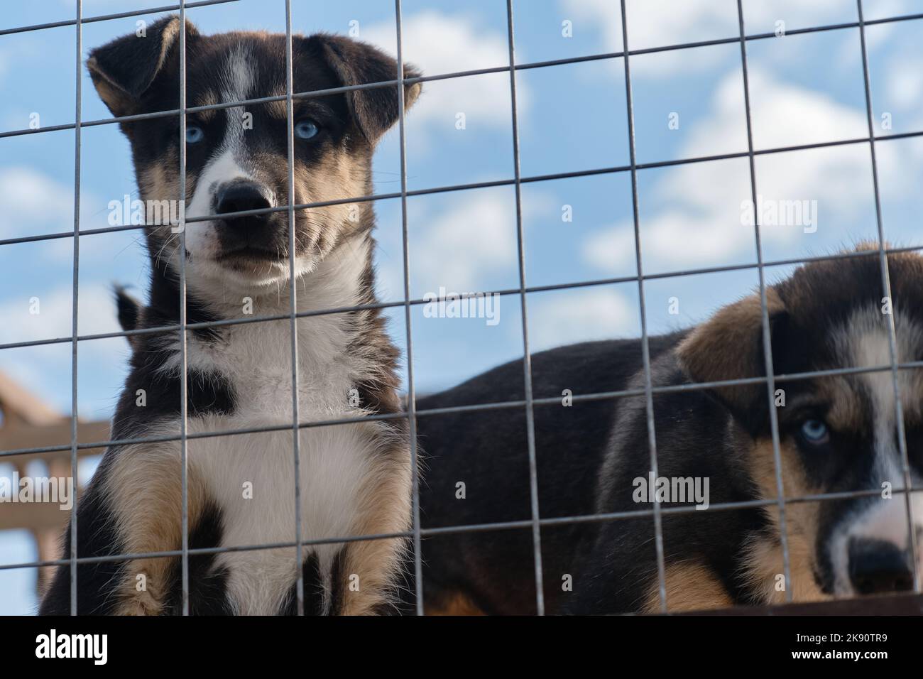 Husky puppies in aviary hi-res stock photography and images - Alamy