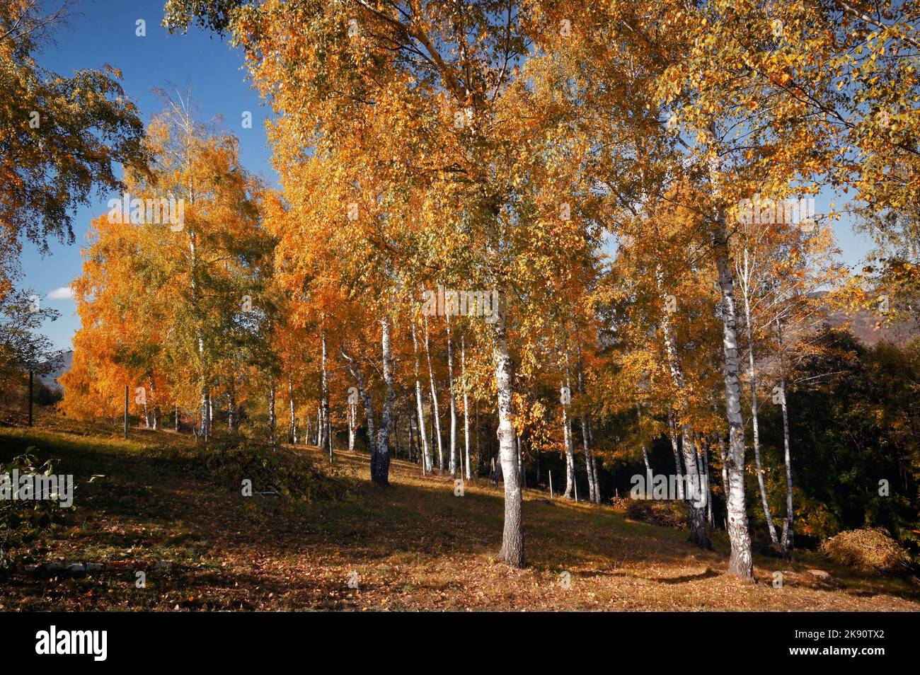 Autumn trees in October Forest in Romania Stock Photo - Alamy
